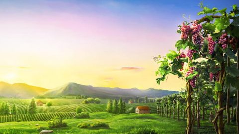 The Meaning of the Parable of the Vine and Branches—A Commentary on ...