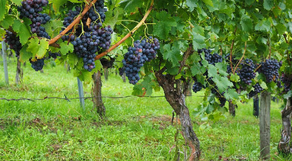 Top 15 Bible Verses to Strengthen Your Relationship With God